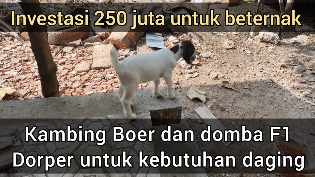 Investasi 250 juta untuk beternak kambing Boer dan beternak domba f1 ...