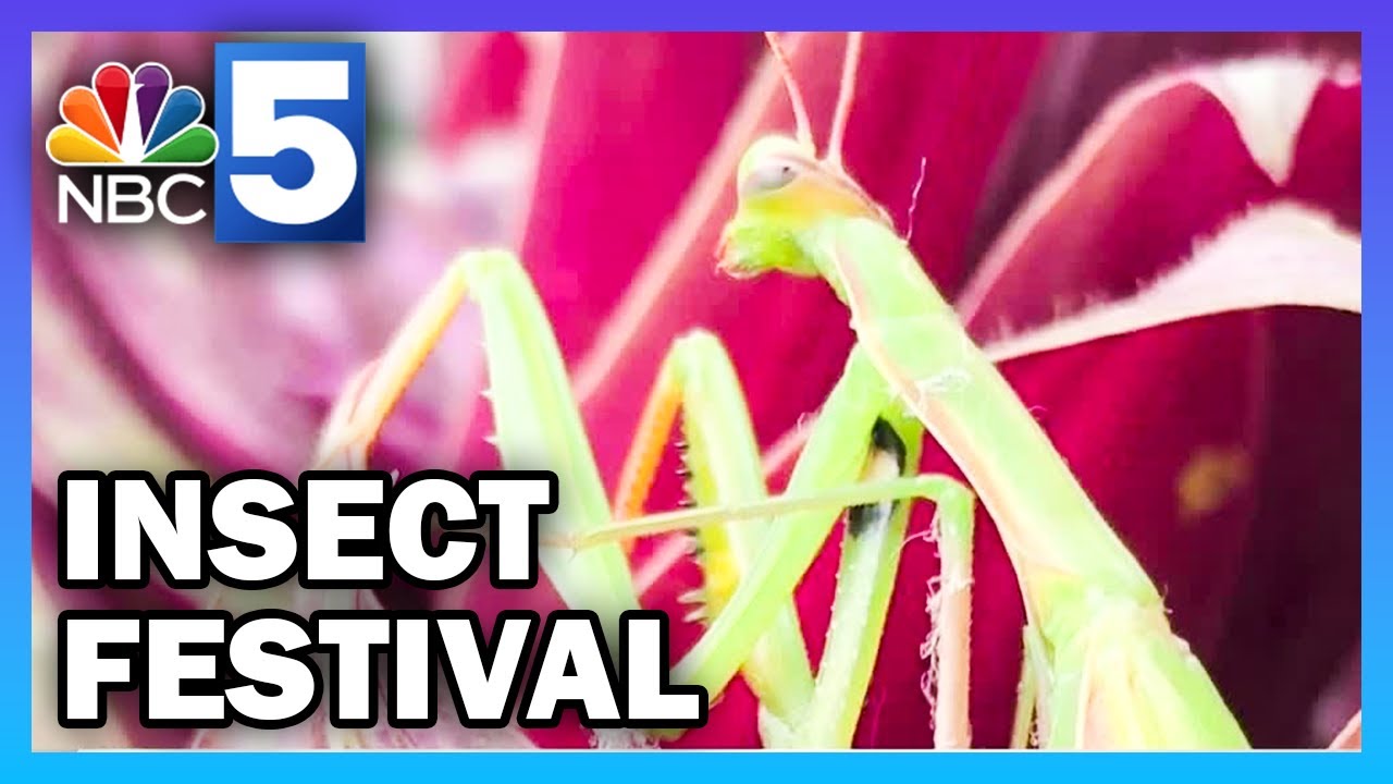 "Incredible Insect Festival" at VINS - YouTube