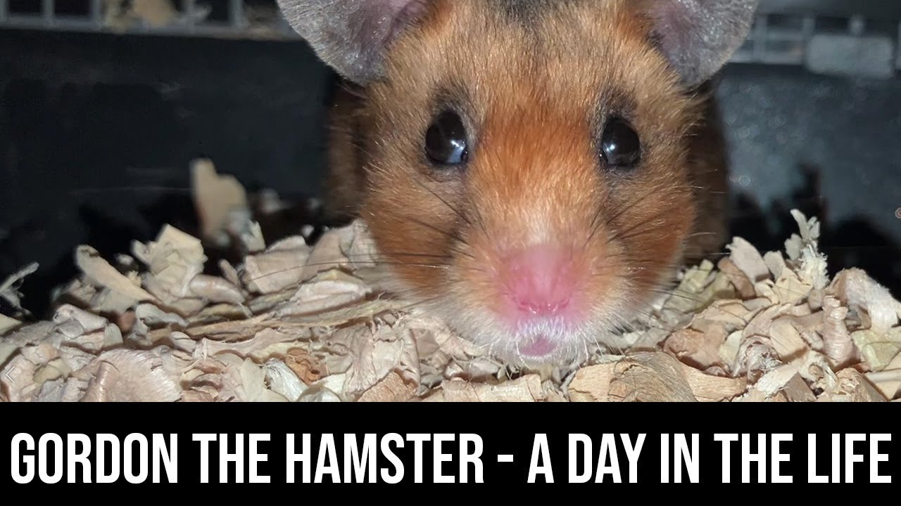 Inside The Mind Of A MISCHIEVOUS And PLAYFUL Hamster - YouTube
