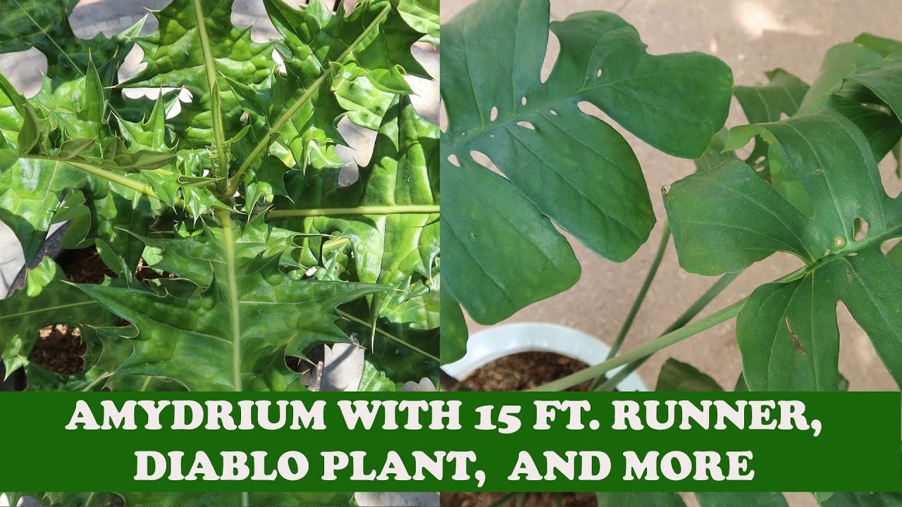 My Amydrium Medium With Fifteen Feet Runner, Diablo Plants, Heart Leaf ...