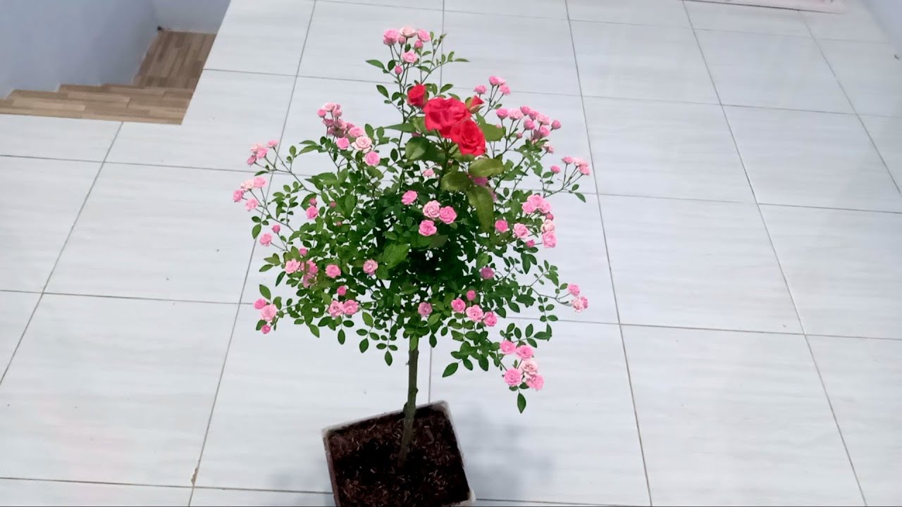 Cara buat tree rose // baby rose // easy way to make tree rose - YouTube