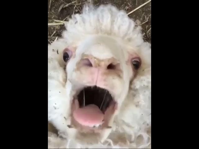 Screaming Sheep