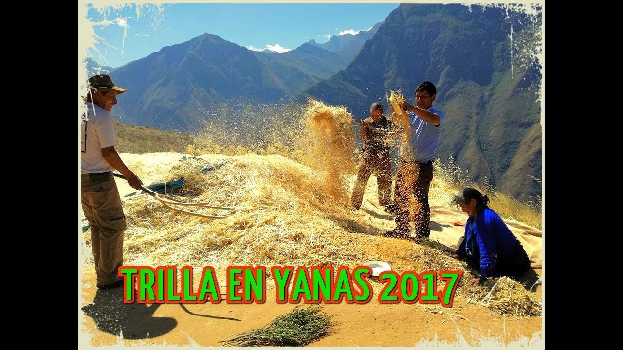 TRILLA EN EL PUEBLO DE YANAS HUARI ANCASH PERU 2017 - YouTube