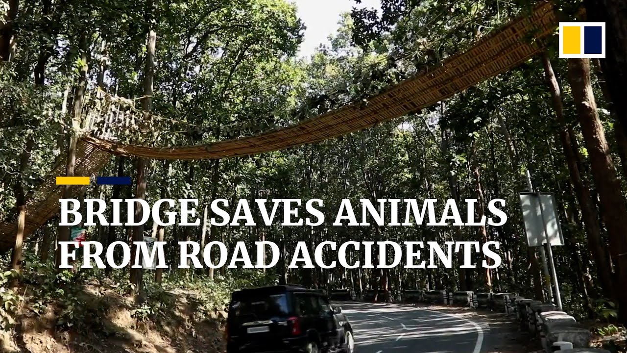 Indian officials build bamboo bridge for animals to cross busy highway ...