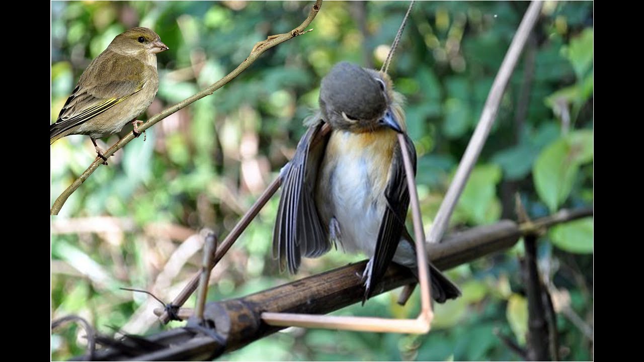 Bird Traps Homemade-Trapping Bird Using Simple Tools- Great Bird Traps ...