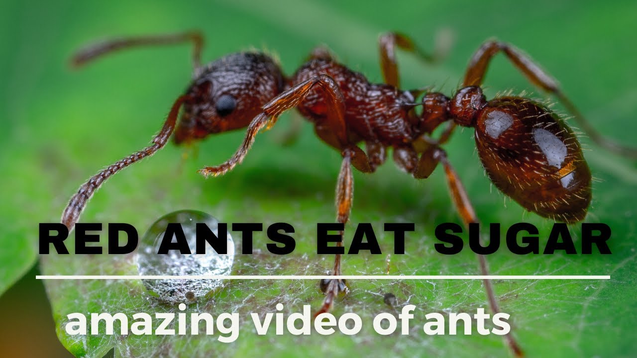 Red Ants vs Sugar | How to eat ants | Sri Lanka - YouTube