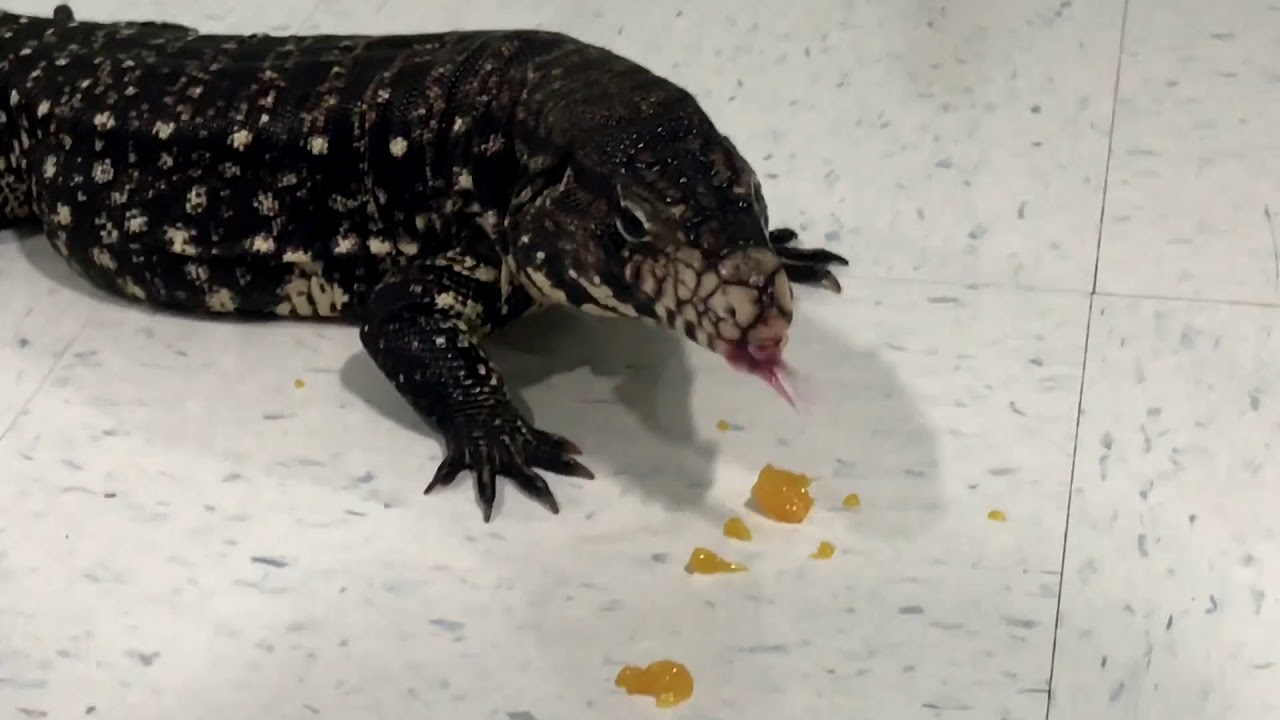 Tegu eating oranges - YouTube