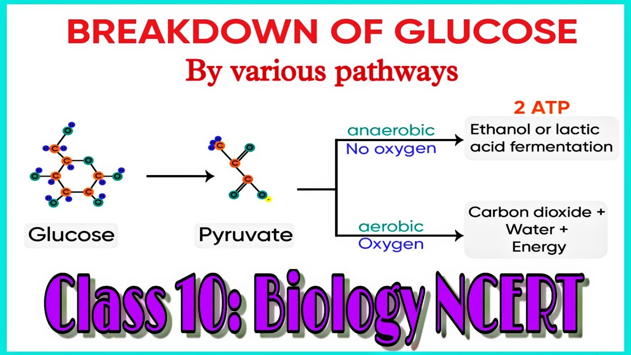 10th Biology NCERT, Life Processes, breakdown of glucose in various ...