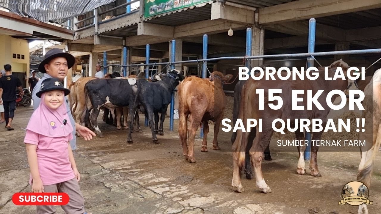 KONSUMEN BARU LANGSUNG BORONG 15 EKOR SAPI QURBAN ‼️| SUMBER TERNAK ...
