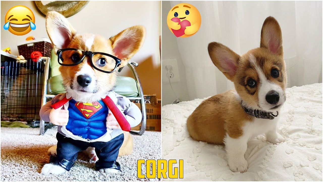 Funny corgi videos try not to laugh - cutest corgi compilation 2020 #2 ...
