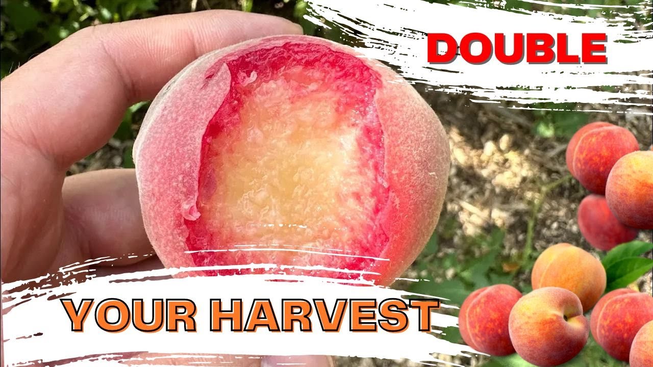 PEACH EXPLOSION! Double Your Harvest with This Secret Pruning Trick ...
