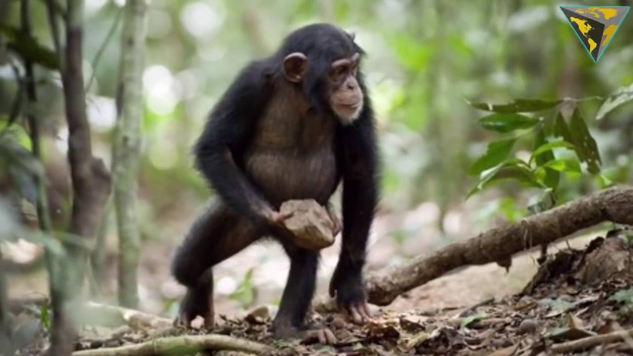 Do Chimpanzees Believe in God Researchers witness Sacred Rituals - YouTube