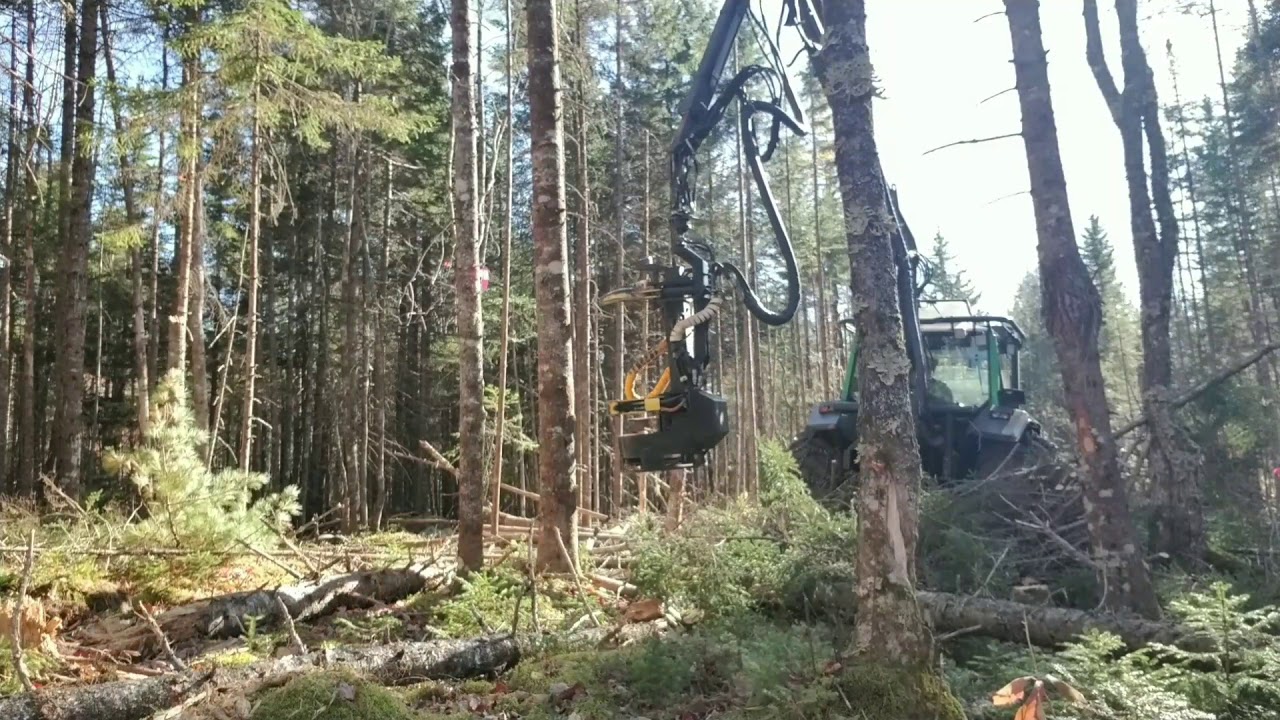 Arbro Stroke Harvester processing - YouTube