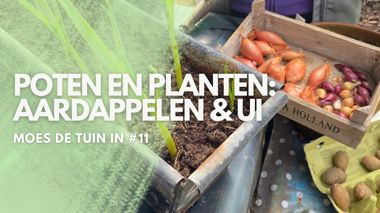 Poten en planten: Aardappelen en ui, MOES de TUIN in #11 - YouTube