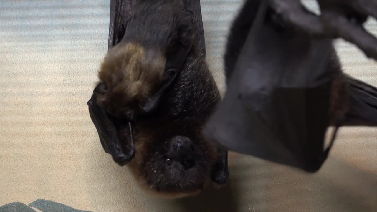 Three endangered "flying fox" bats born at Oregon Zoo - YouTube