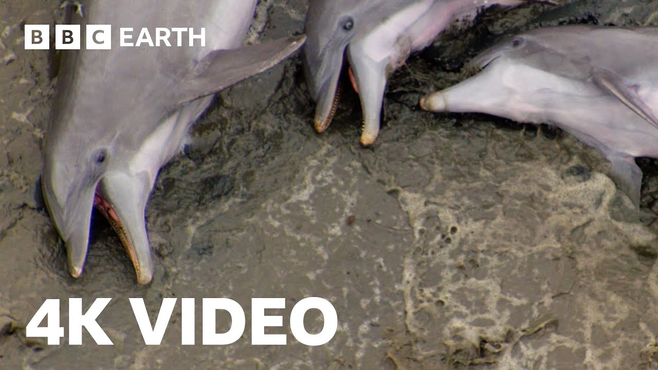 Smart Dolphins Beach their Prey | 4K UHD | The Hunt | BBC Earth - YouTube