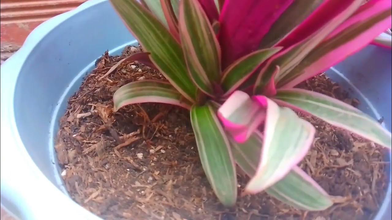 10 PLANTAS DE SOMBRA DE FÁCILES CUIDADOS - YouTube