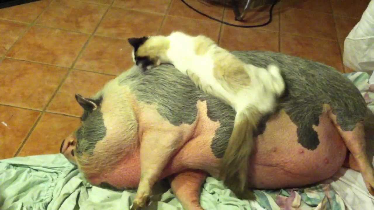 Pot Belly Pig (Dudley) and his Kitten friend (Milkshake) - YouTube