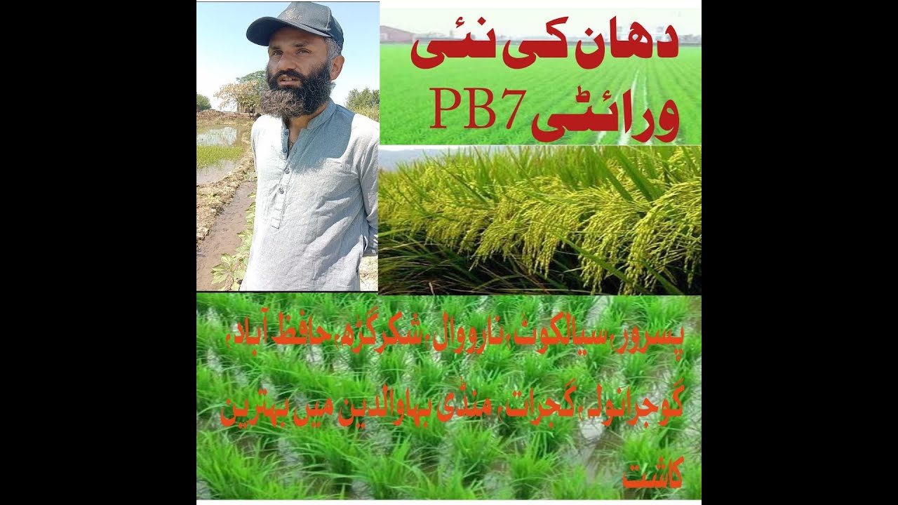 New Rice 🌾 variety PB7 - YouTube