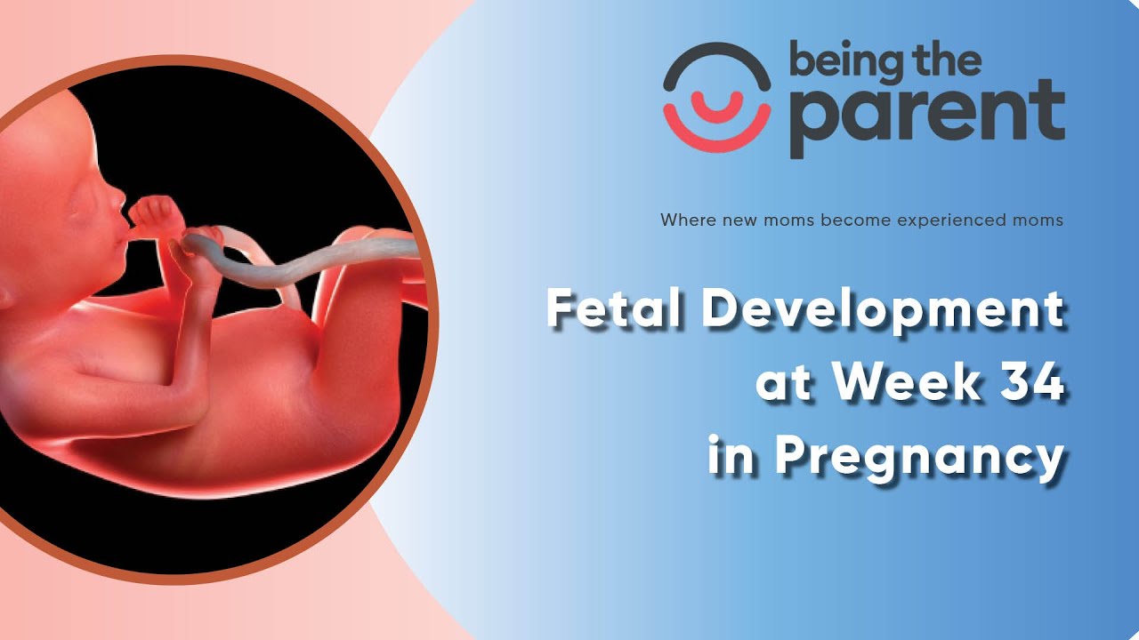 Fetal Development at Week 34 in Pregnancy - YouTube