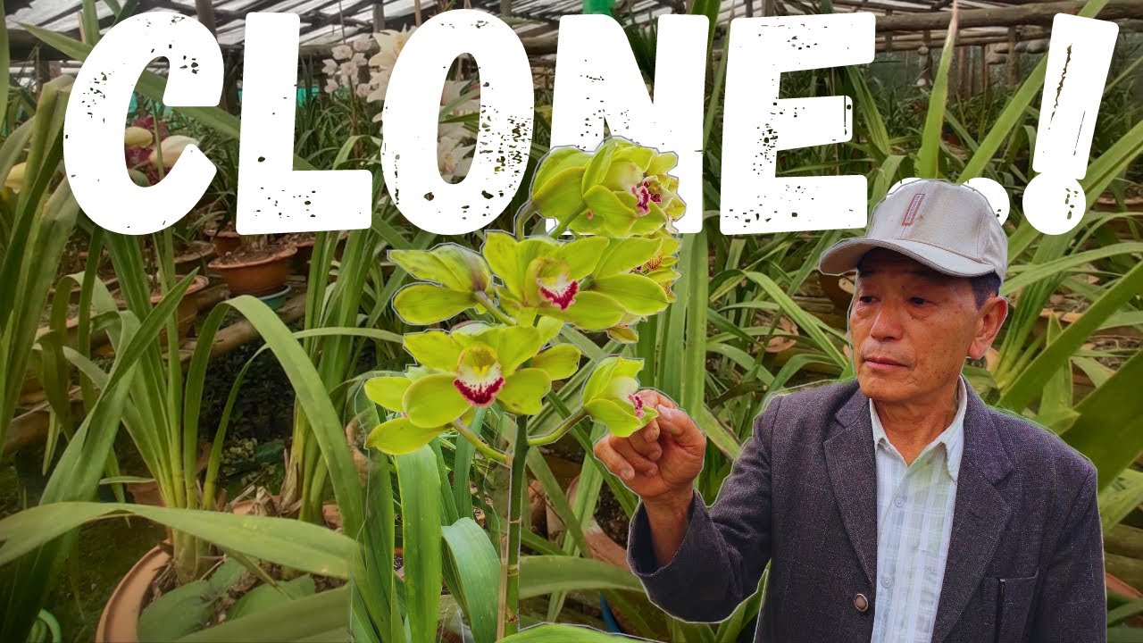 The last bloom Cymbidium orchids - YouTube