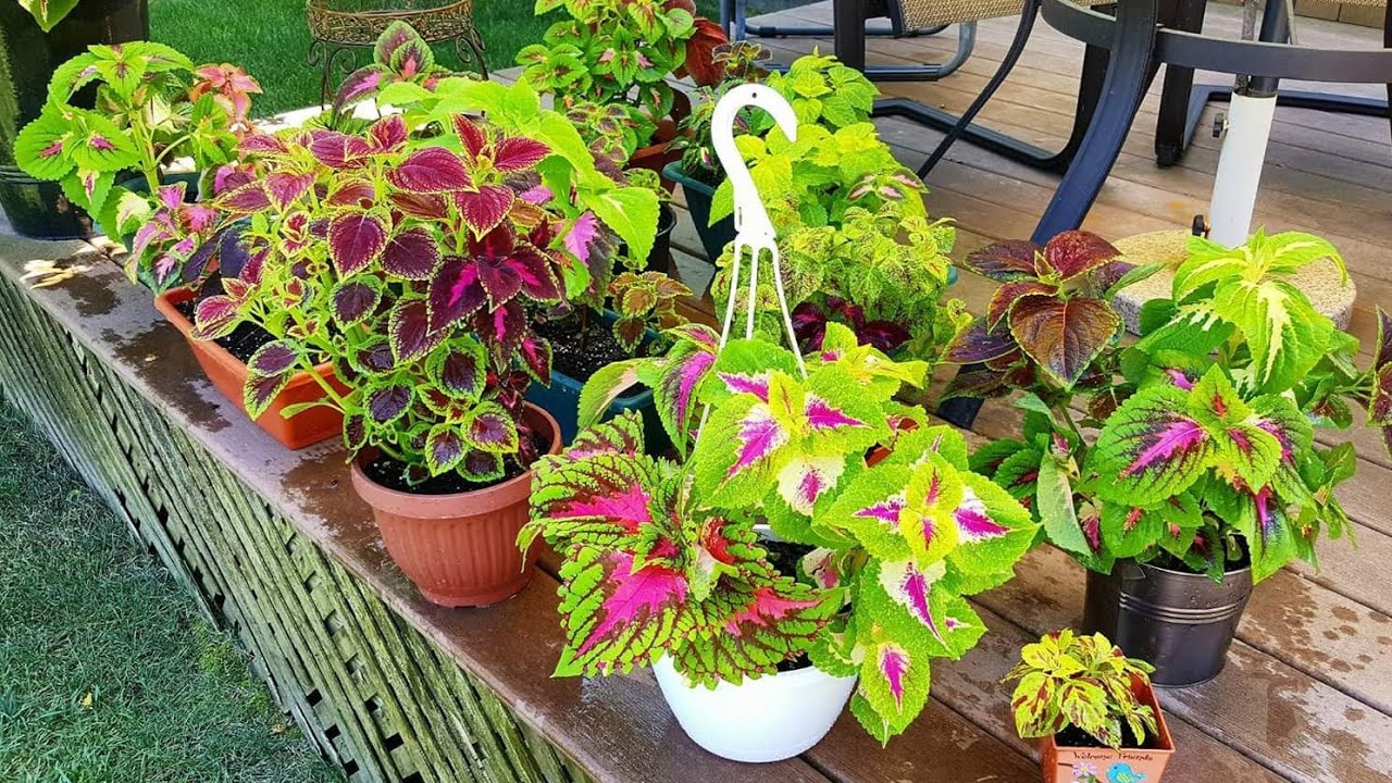 GREENHOUSE COLEUS MAGIC!! - YouTube
