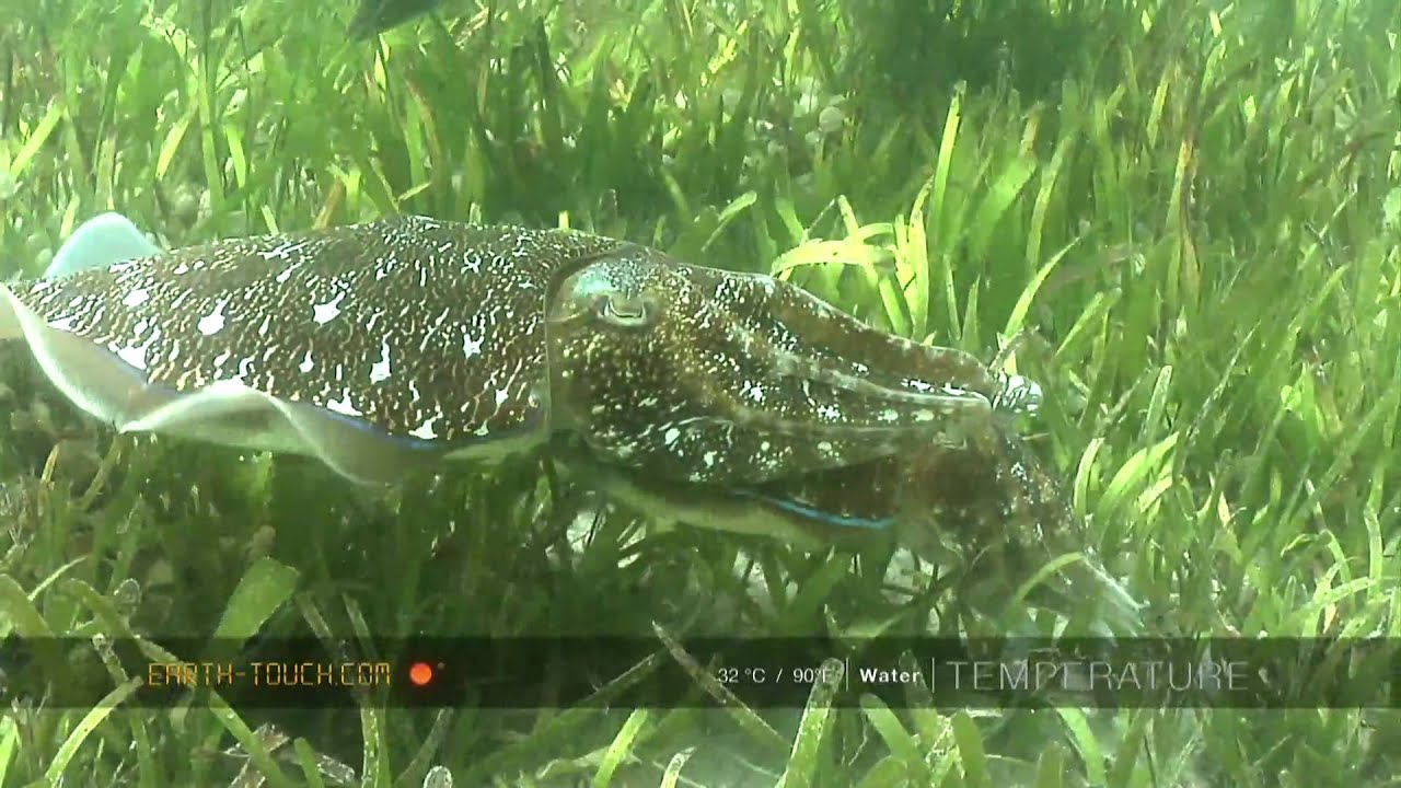 Strange cuttlefish mating rituals in HD - YouTube