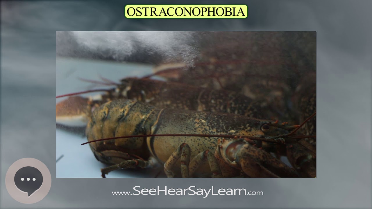 Ostraconophobia | Phobias, Fears, and Anxieties 😲😱🤪 - YouTube