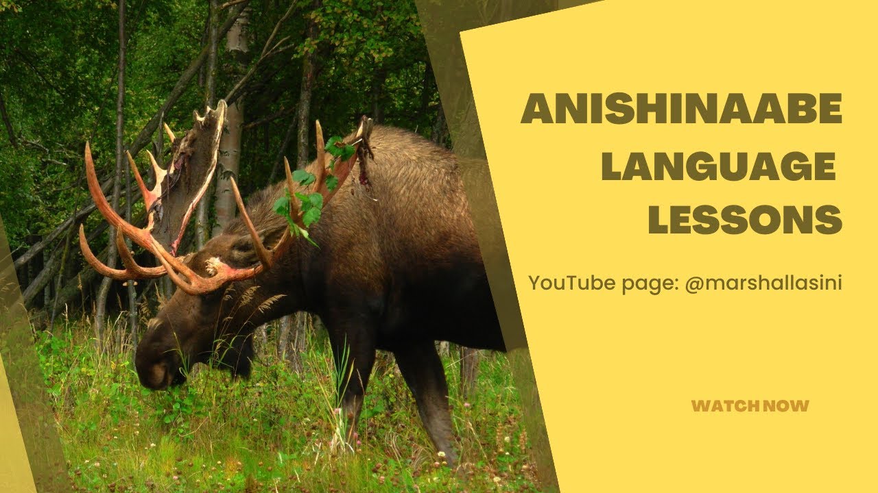 How to speak Anishinaabe - Lesson Six: Numbers - YouTube