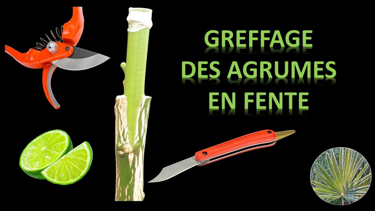 La greffe en fente pour les agrumes - YouTube