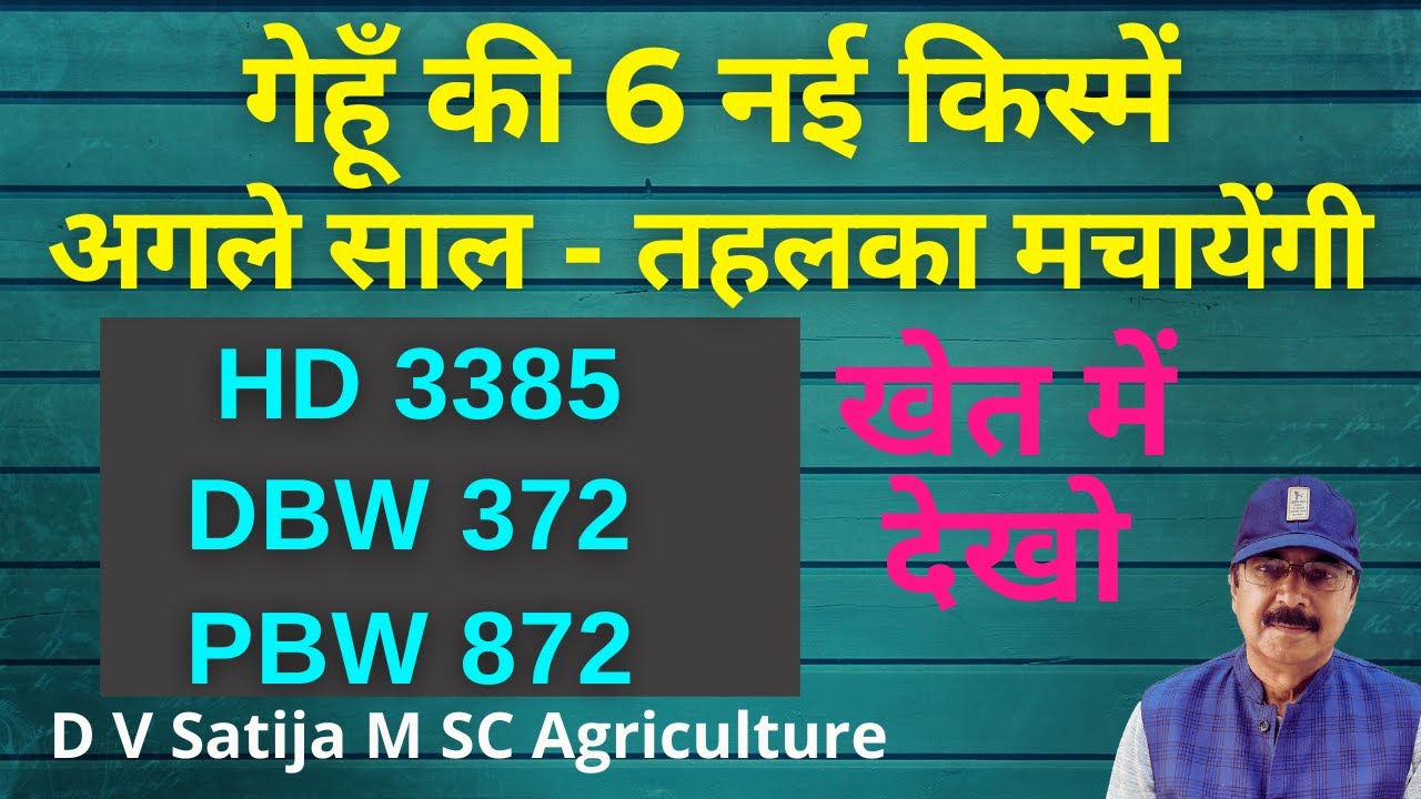 Wheat 6 new varieties 2025 | गेहूँ की 6 नई किस्में | HD 3385, DBW 372 ...