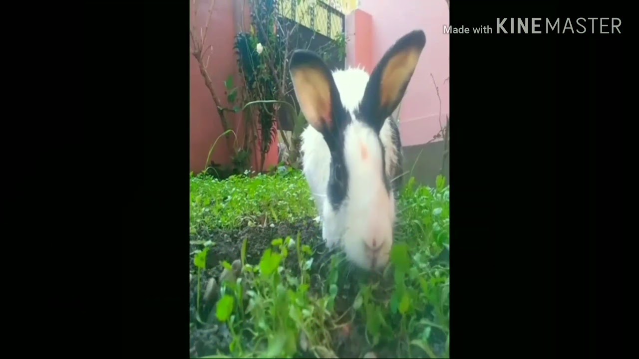 Funny and cute bunny rabbit🐰🐇🐇 videos. - YouTube