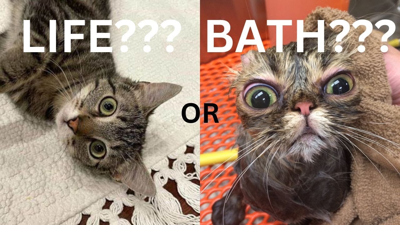 Life or Bath for Dry Cat (C PT Version) #lifeorbathfordrycat - YouTube