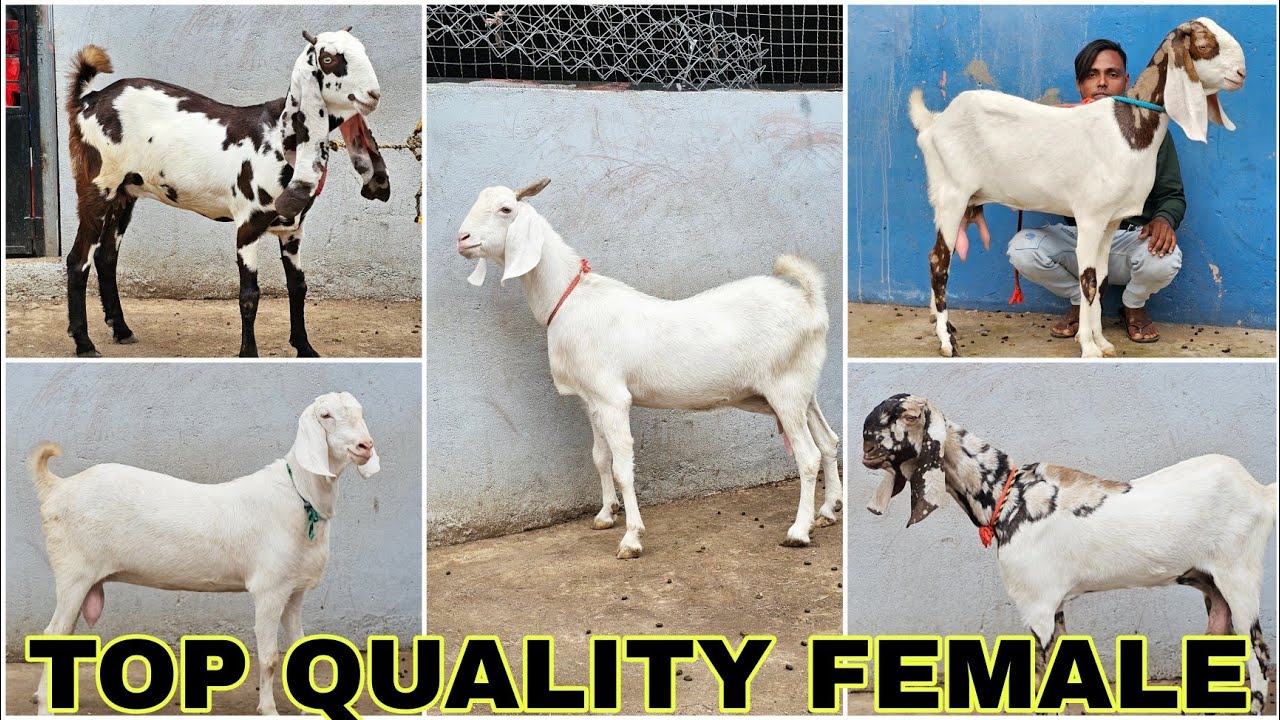 FEMALE GOAT AVAILABLE | TOP QUALITY PATIRA PINK TOTAPARI MEWATI ...