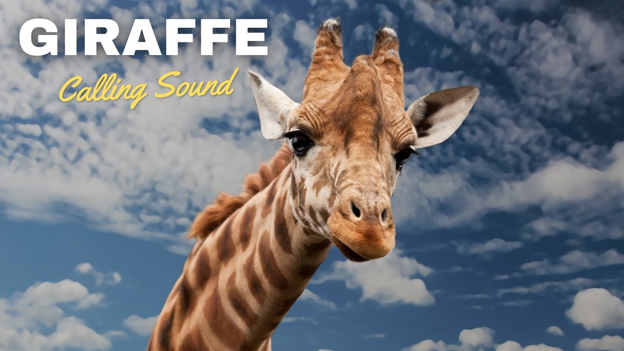 Giraffe Calling Sound - YouTube