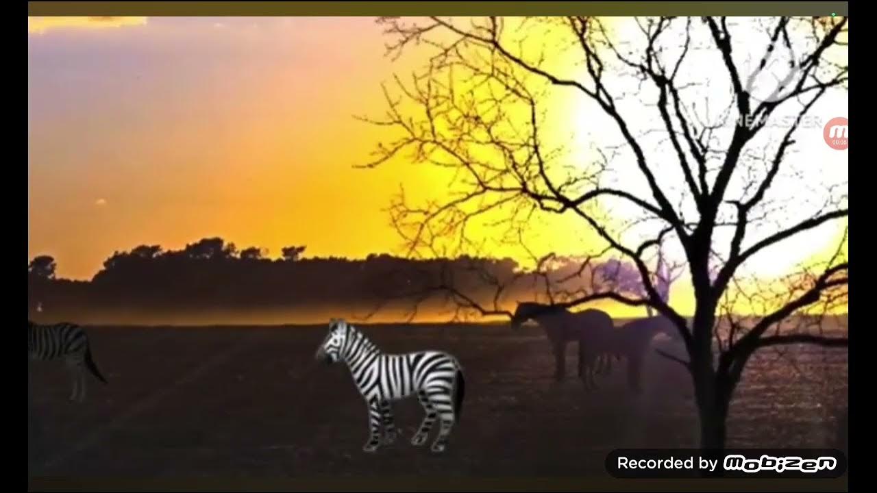 Learn the ABCS: "Z" is for Zebra - YouTube
