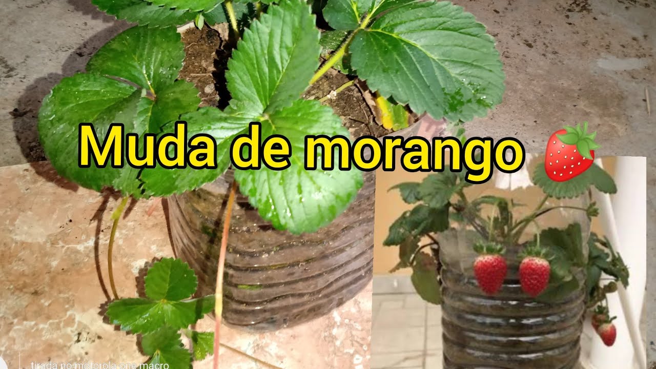 Como fazer muda de morango 🍓🍓 fácil e rápido - YouTube
