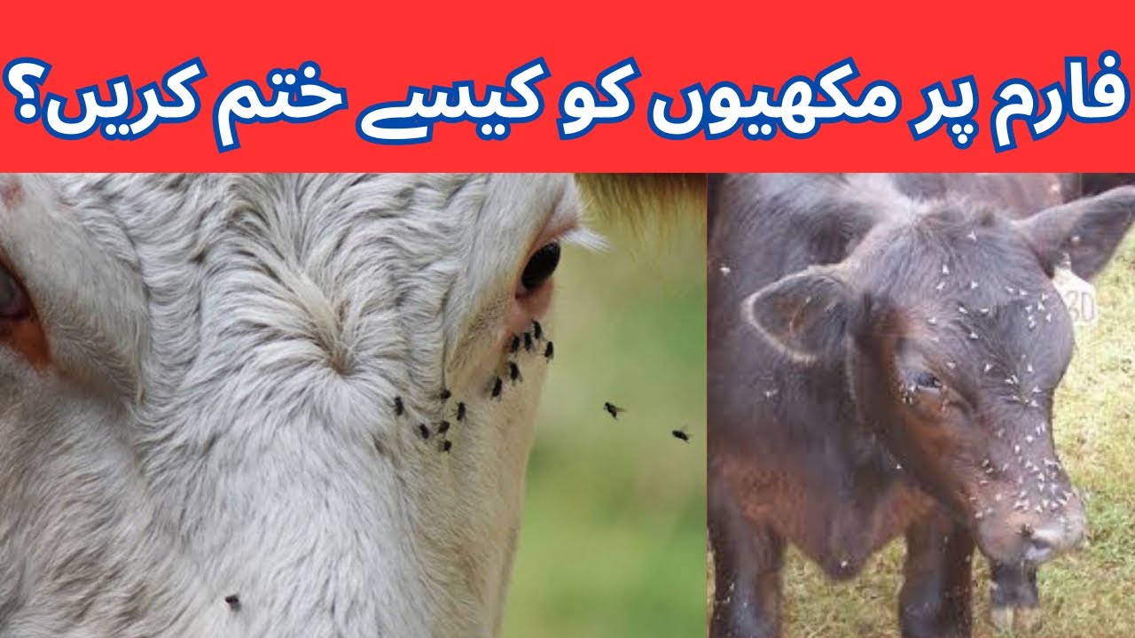 How to Control Flies at Dairy and Goat Farms || 5 Preventive Measures ...