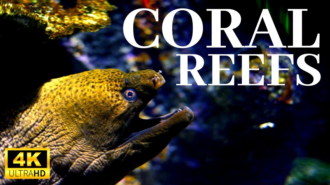 4 Minutes Of Coral Reefs In 4K HDR (ULTRA HD) | Dolby Sound | 4k HDR ...
