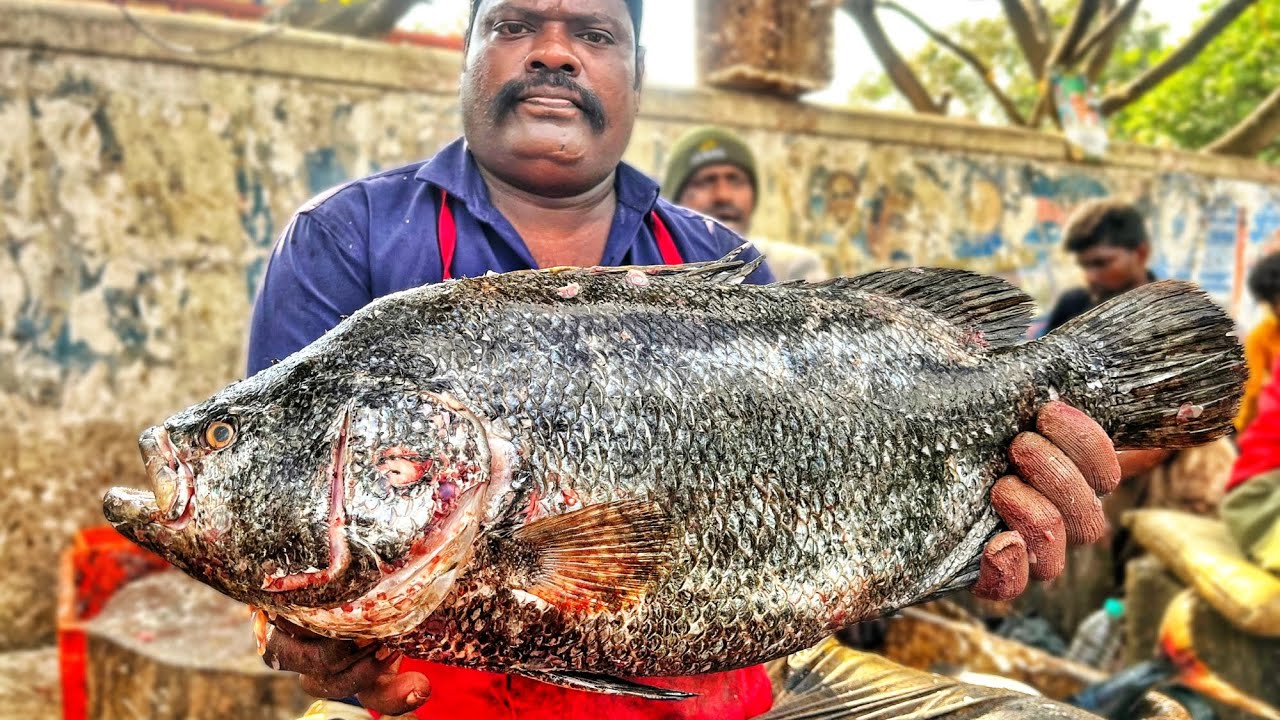KASIMEDU 🔥 SPEED SELVAM | BIG KAL KODUVA FISH CUTTING VIDEO | 4K VIDEO ...