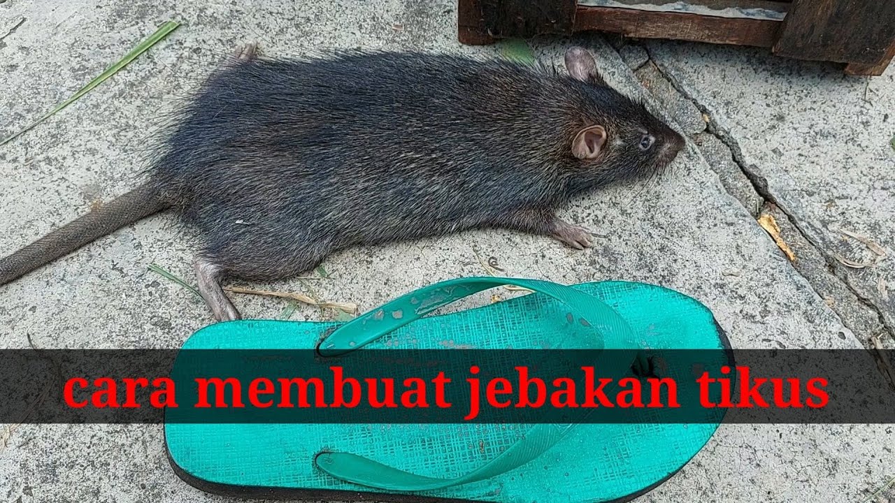 cara membuat jebakan tikus wirok - YouTube