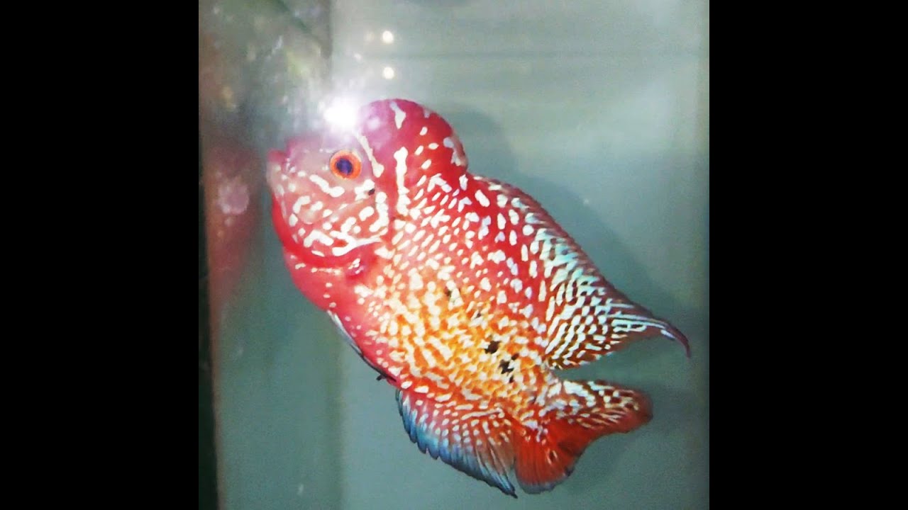 Kamfa Full Red Cute Mini Size Big Head White Pearl Color F1 Kamfa ...