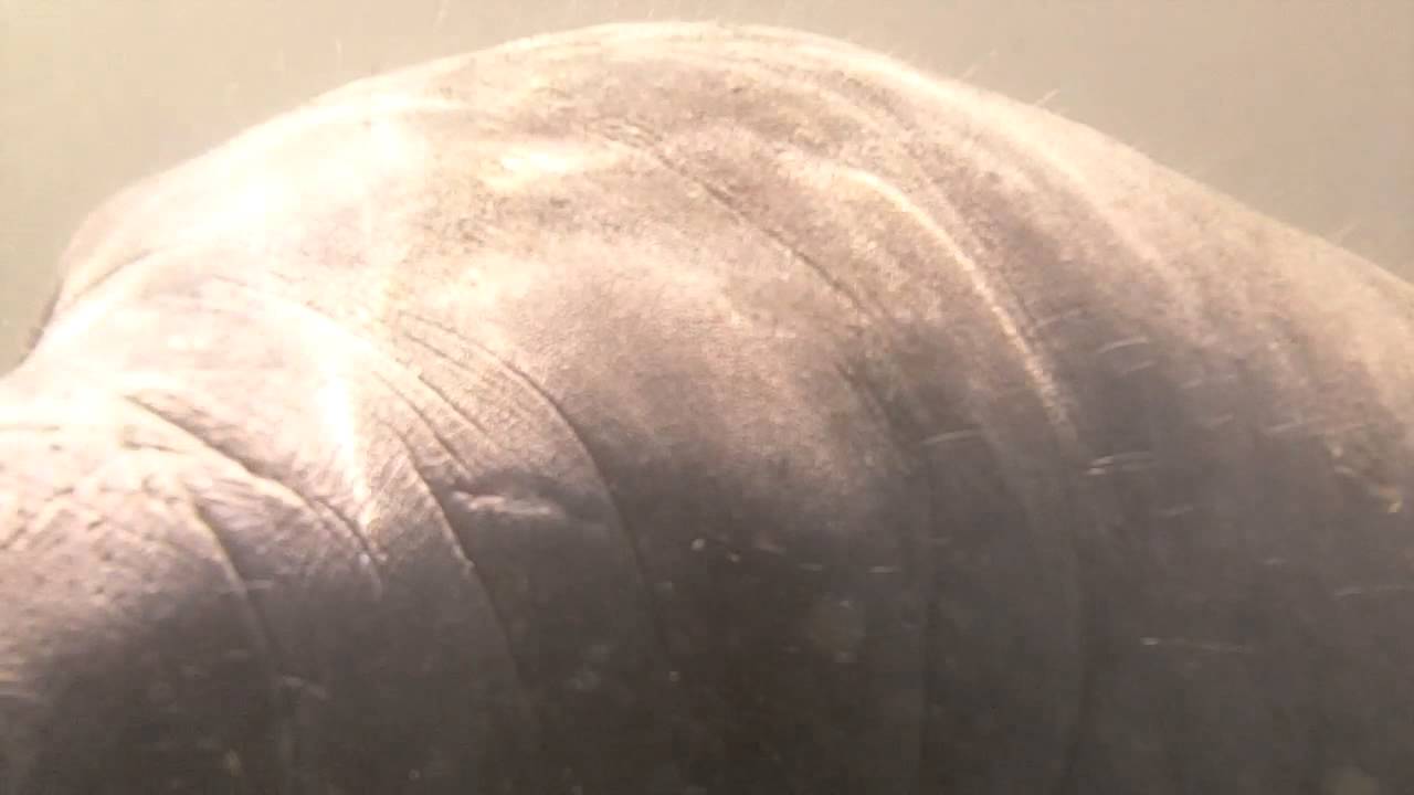 Baby Manatee Nuzzles My Wife's Pregnant Belly - YouTube