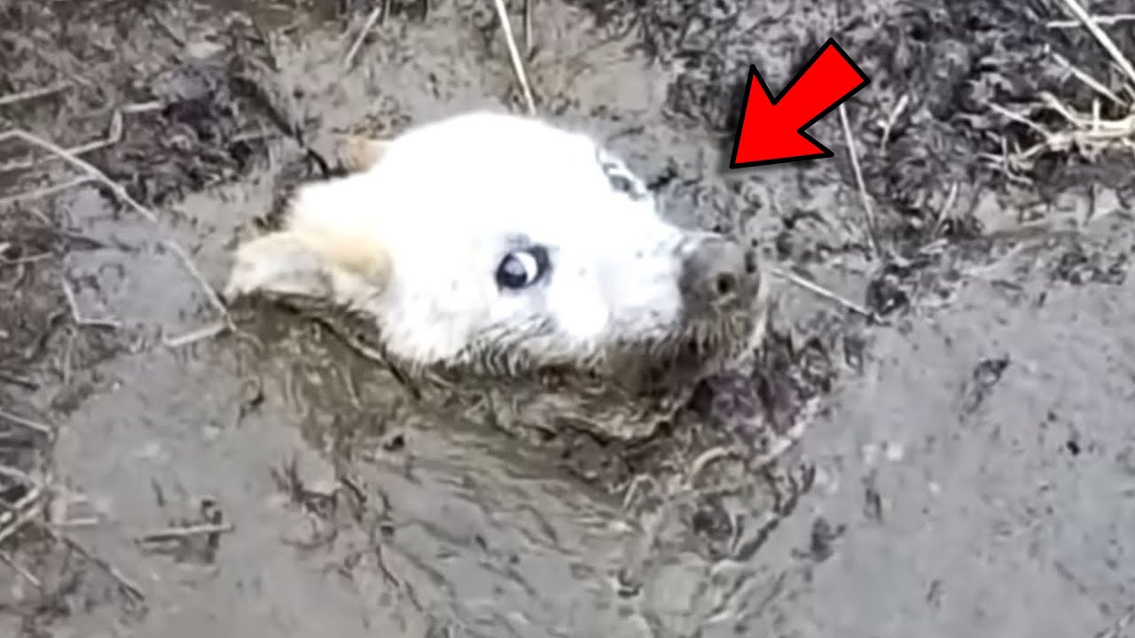 The Dog Was Sinking in the Mud and Moaning for Help Look Who Came to ...