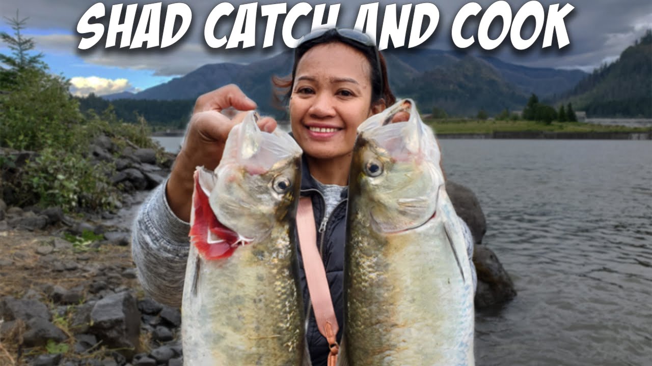 SHAD fishing in WASHINGTON State | Catch n’ Cook - YouTube