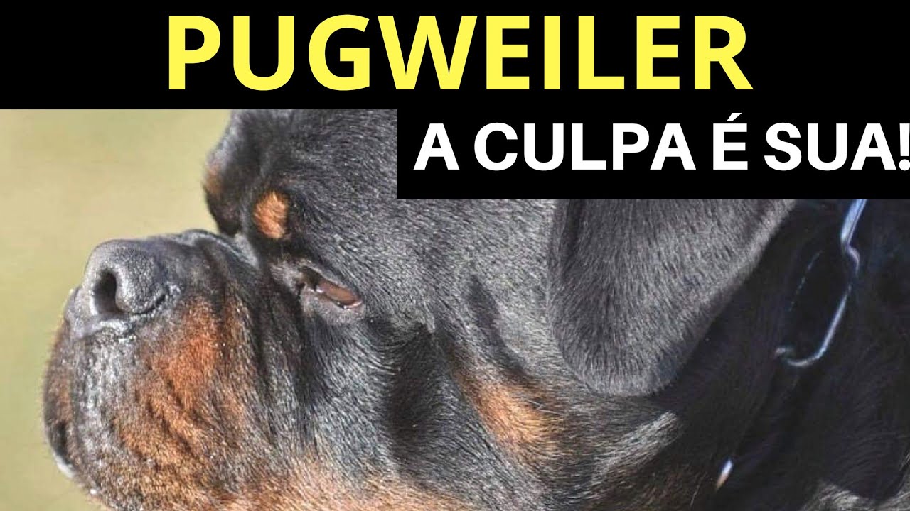 PUGWEILER - A culpa é sua! (Uma conversa sobre seleção de cães) - YouTube