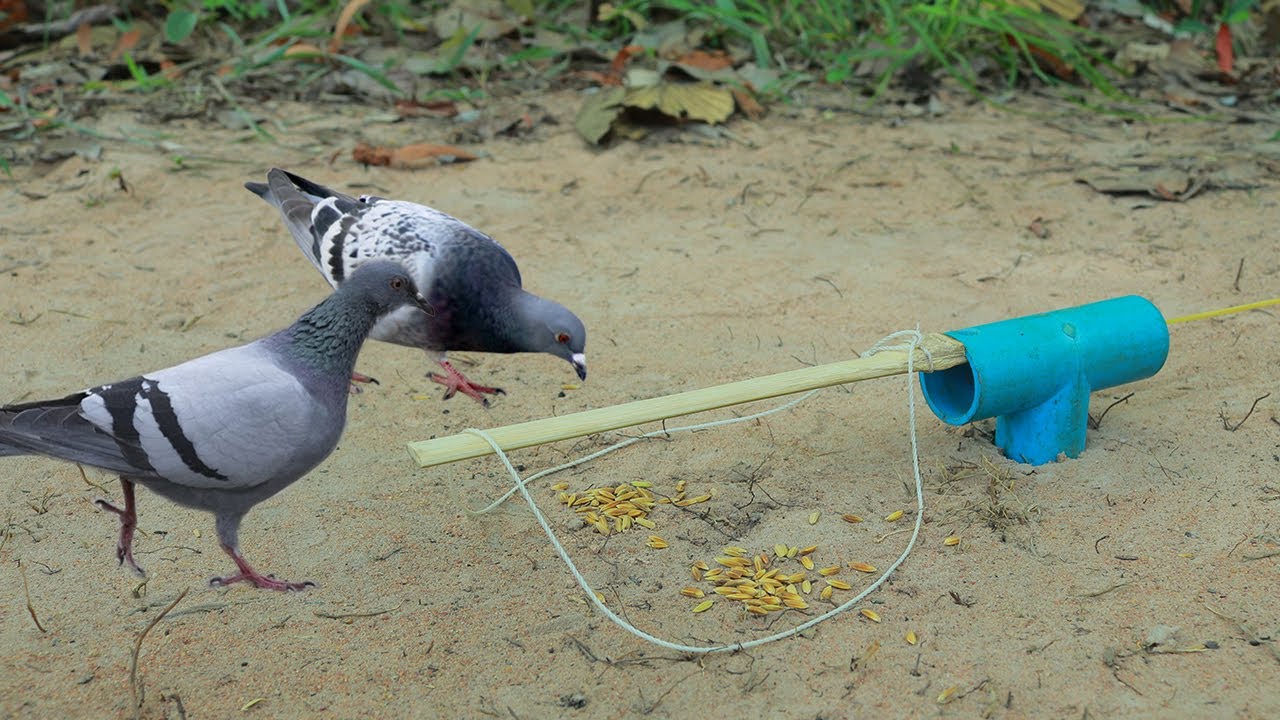 Unique Bird Trap - Easy Simple Bird Trap Using Bamboo & PVC Pipe - YouTube