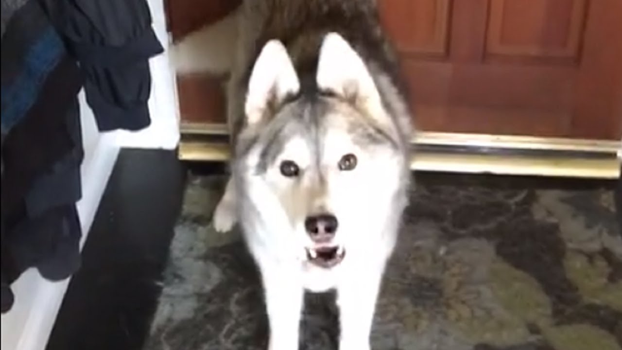 Stubborn husky literally prevents owner from going to work - YouTube