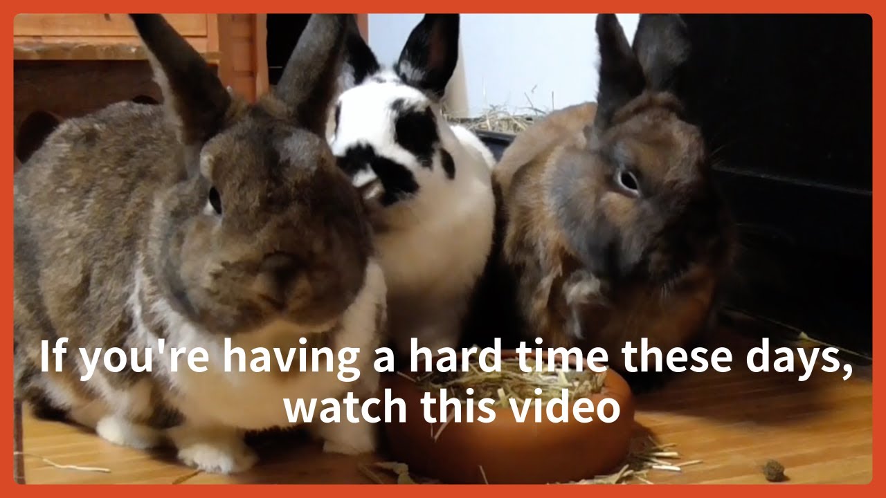 (4K) Bunny & Rabbit video 🐰🐇🌿 Comfort Music 🎧🎹 Birds Sounds & Green ...