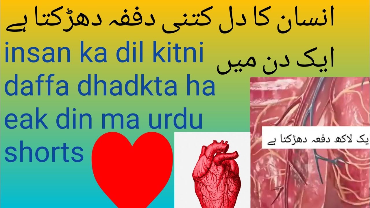 insan ka dil kitni daffa dhadakta hai rozana # heart of human# islamic ...